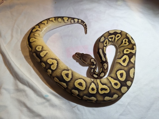 Pastel, Phantom, YellowBelly, Ball Python by Perfect Pythons
