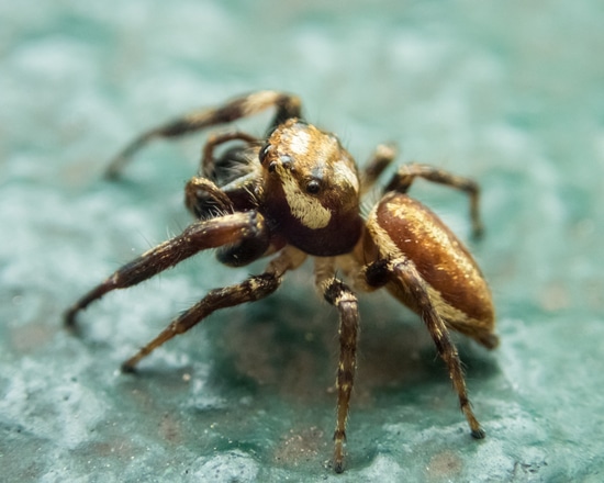 Adult Male Bronze Jumping Spider - Eris Militaris by SGP Exotics