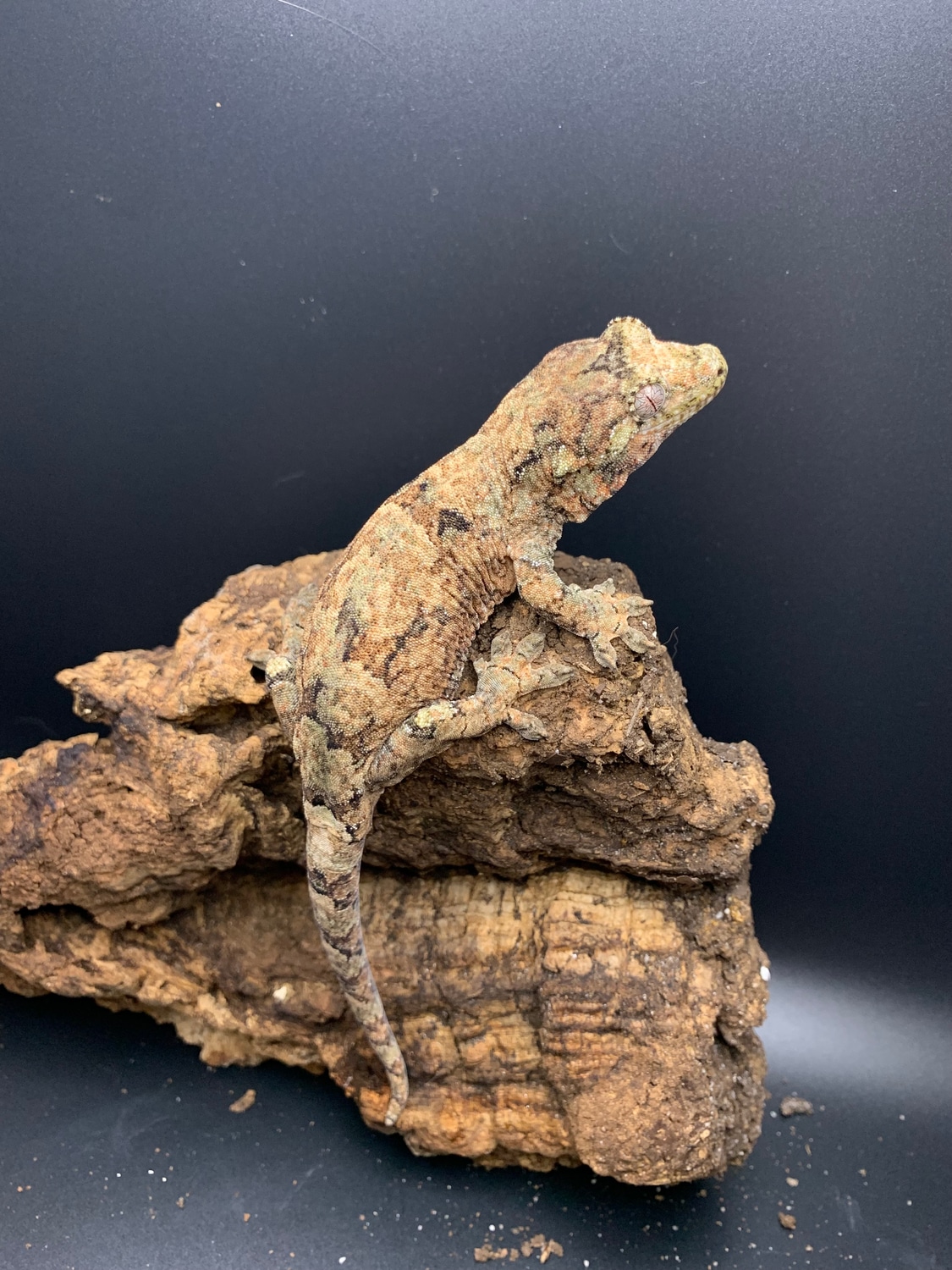 Pine Island Chahoua Gecko by Southern Grace Reptiles - MorphMarket