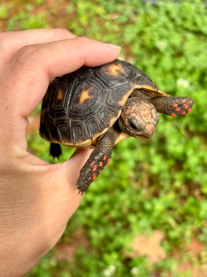 Red-Footed Tortoise by Southern Grace Reptiles