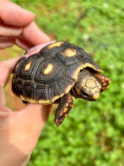Red-Footed Tortoise by Southern Grace Reptiles