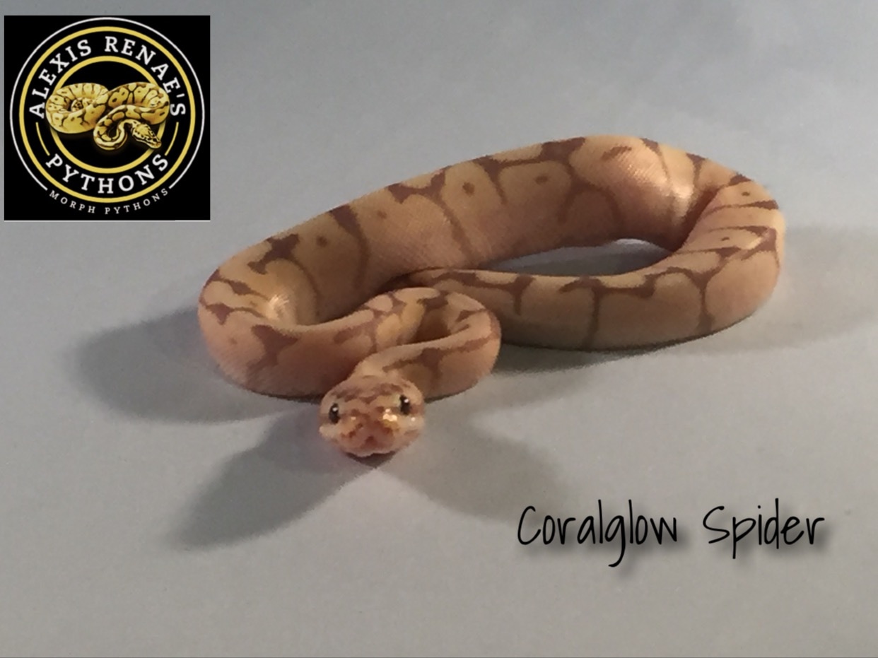 Coral Glow Spider Ball Python by Alexis Renae’s Ball Pythons - MorphMarket
