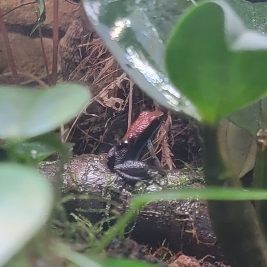 Allobates Zaparo Other Dart Frog by Amphibious_Approach - MorphMarket