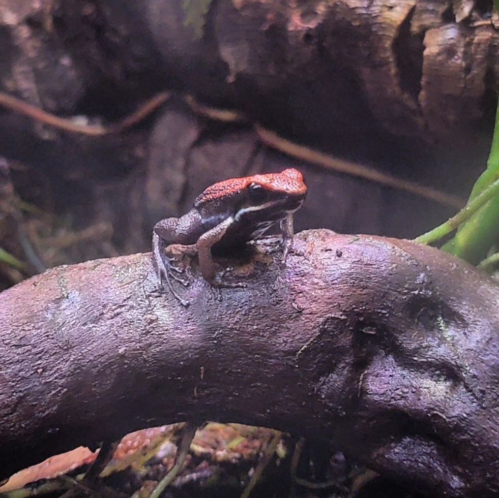 Allobates Zaparo Other Dart Frog by Amphibious_Approach - MorphMarket