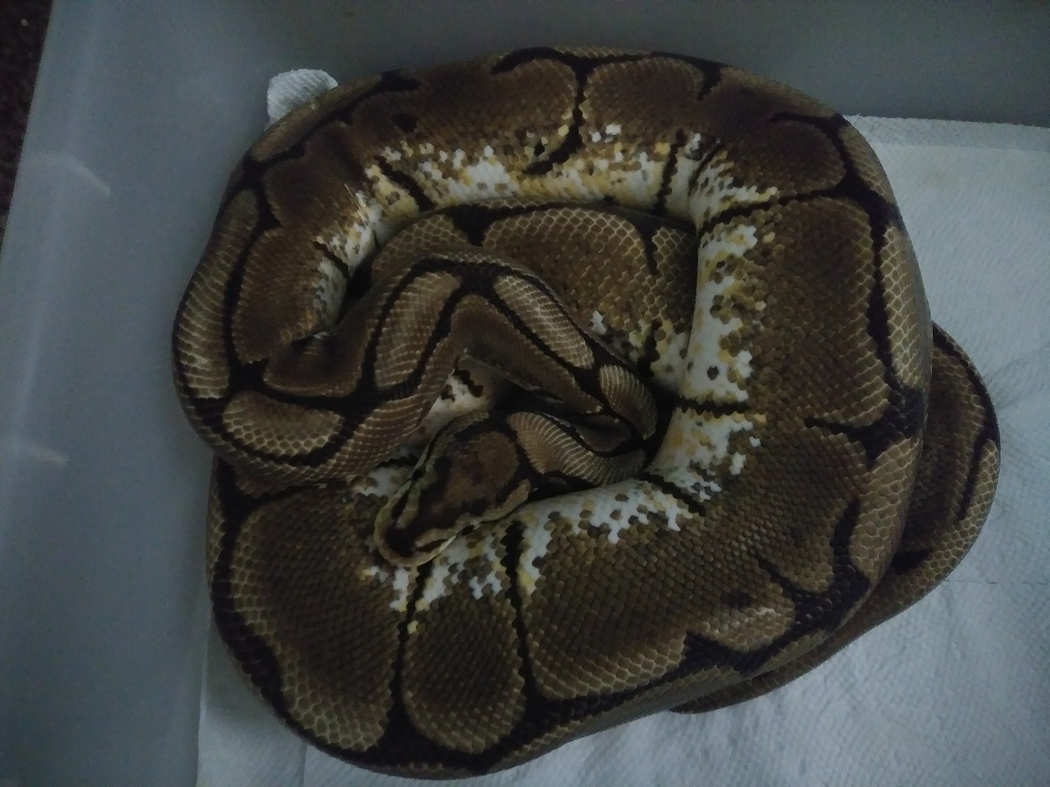 Spider Ball Python by Bailey's Northern B.P. - MorphMarket