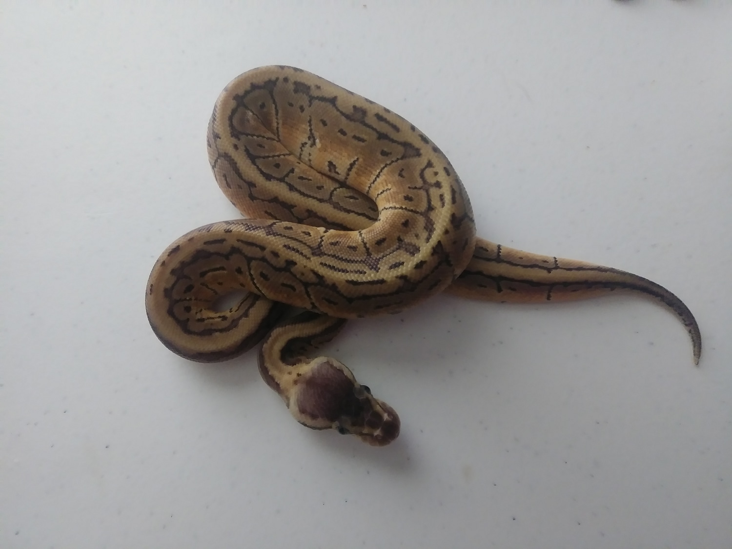 Pastel, Pinstripe Ball Python by Bailey's Northern B.P. - MorphMarket
