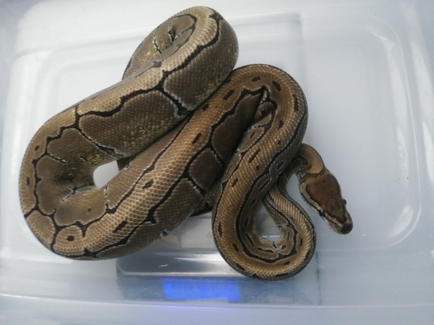 Pinstripe Ball Python by Bailey's Northern B.P. - MorphMarket