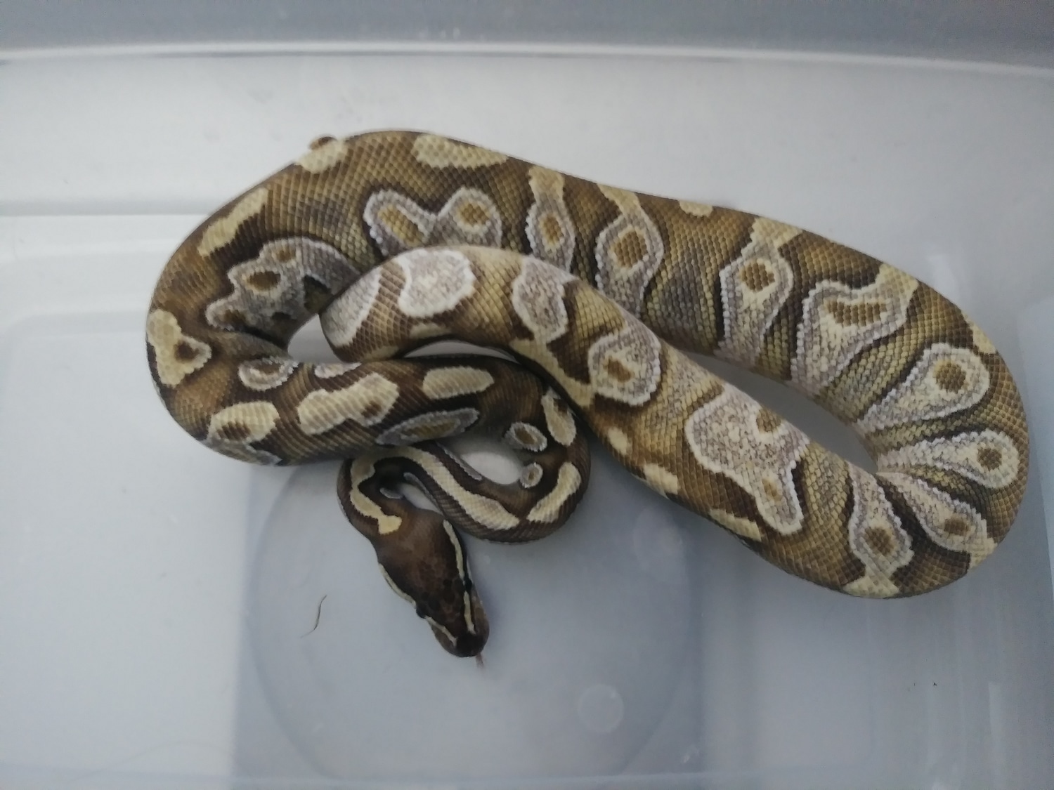 Enchi, Mojave Ball Python by Bailey's Northern B.P. - MorphMarket
