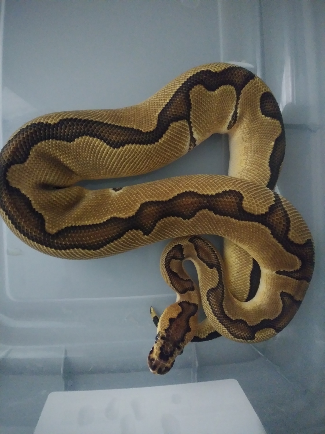 Enchi Clown/ Spider Clown/ Het Clown Ball Python by Bailey's Northern B ...