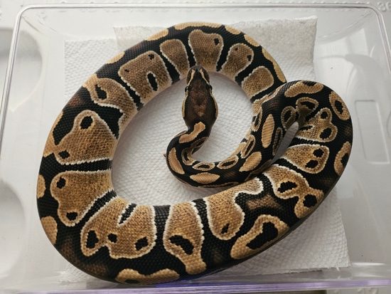 Normal Ball Python by Bailey's Northern B.P.