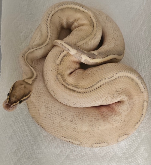 Mixed Project Ball Python by Bailey's Northern B.P.