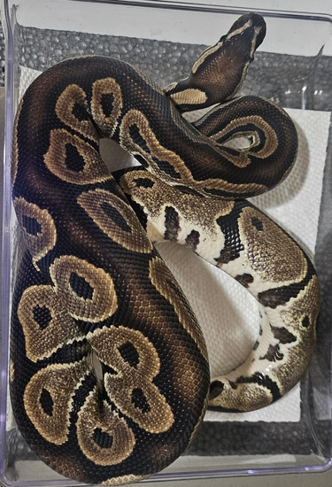 Lori VPI Axanthic 100% Het Genetic Stripe Ball Python by Bailey's ...