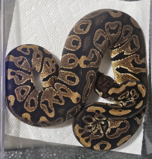 Het Ultramel Males Ball Python by Bailey's Northern B.P.