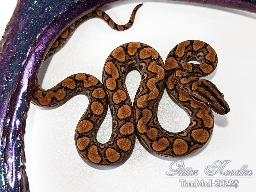 2022 Female BRB Baby Brazilian Rainbow Boa by Glitter Noodles - MorphMarket