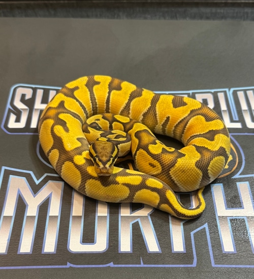 High Intensity Orange Dream Enchi Hypo Ball Python by Shades_Of_Blue ...