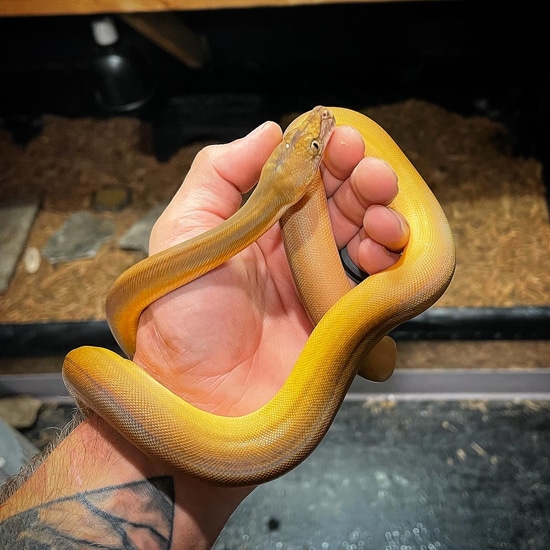 Ogs Gc Sun Tiger Reticulated Python by C&A Exotics LLC