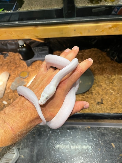 Super Phantom Reticulated Python by C&A Exotics LLC