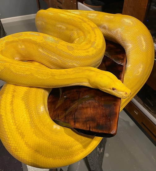 Purple Platty Phantom Tiger Reticulated Python by C&A Exotics LLC
