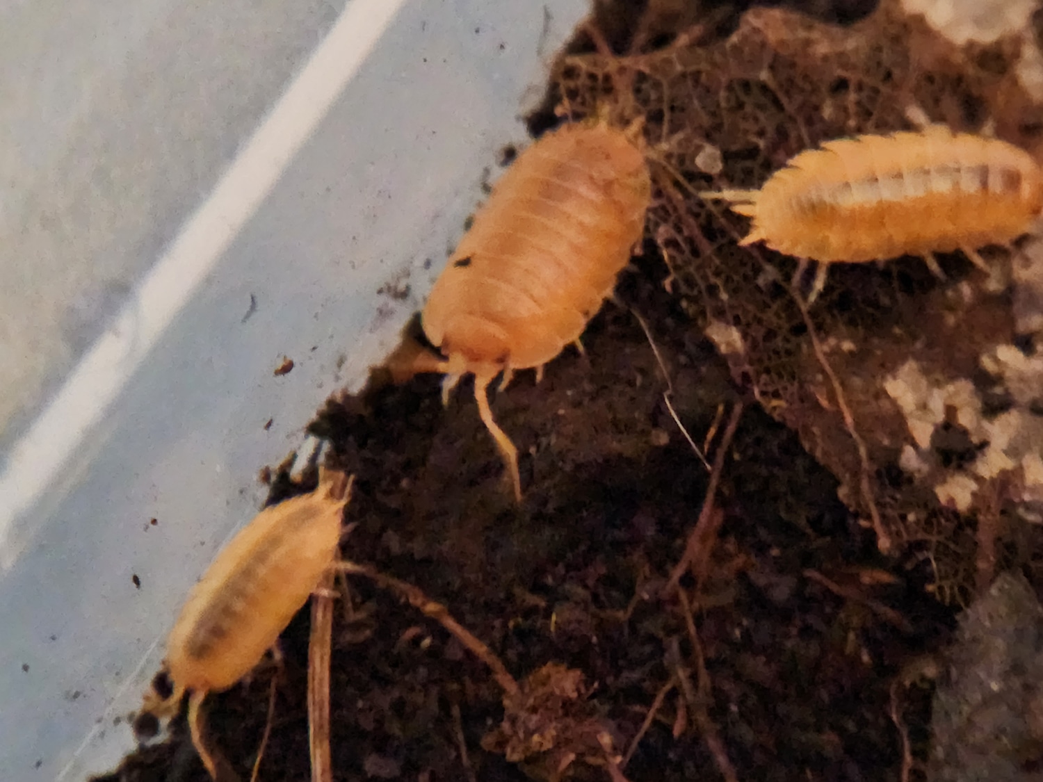Porcellio Leavis Orange Isopod by Shadowfire Exotics - MorphMarket