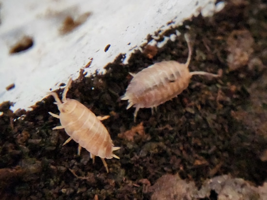 Porcellio Leavis Milkback Isopod by Shadowfire Exotics
