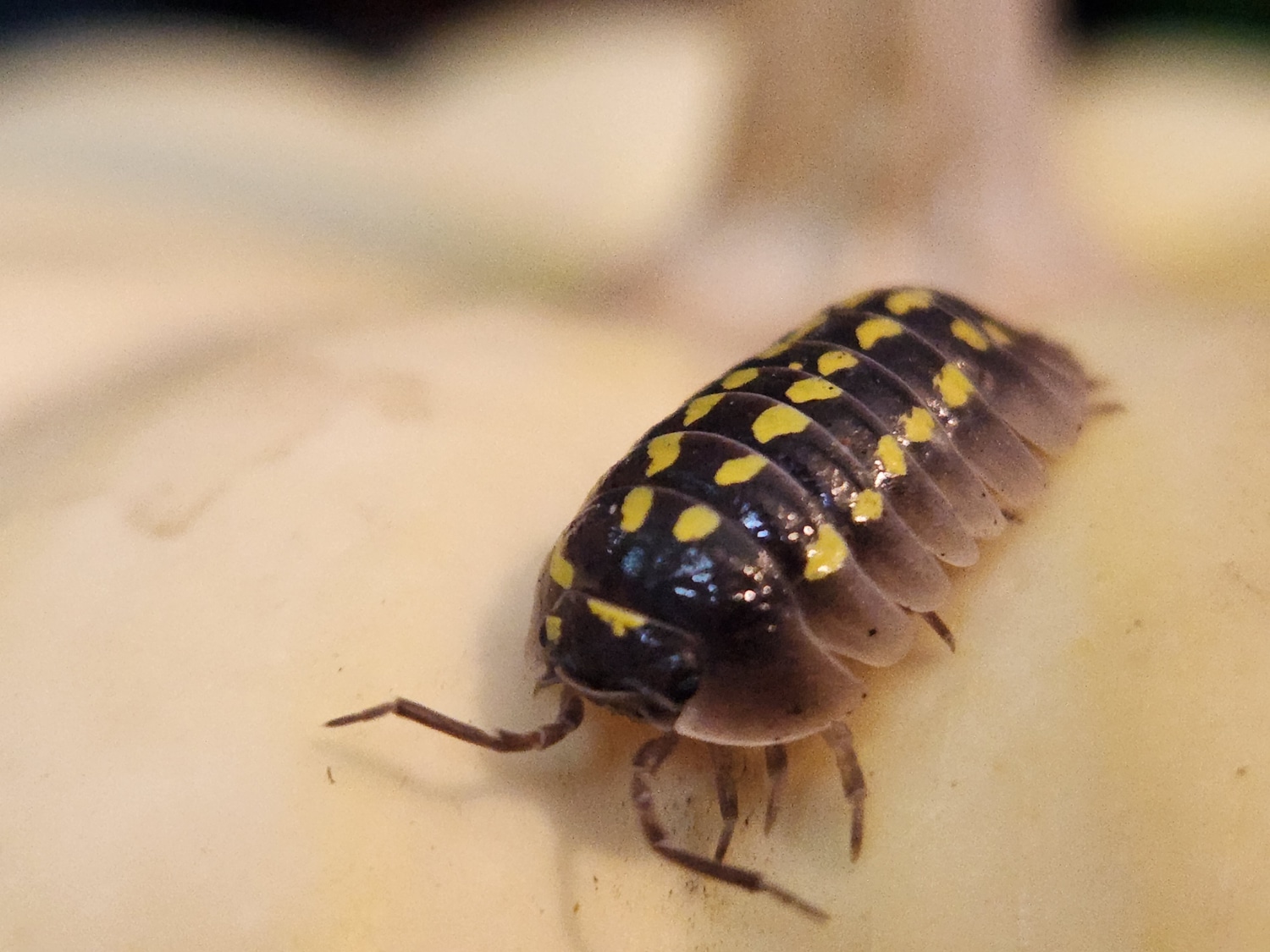 Armadillidium Gestroi Isopod by Shadowfire Exotics - MorphMarket