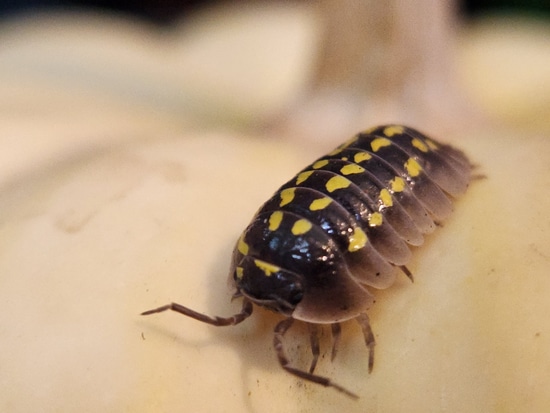 Armadillidium Gestroi Isopod by Shadowfire Exotics