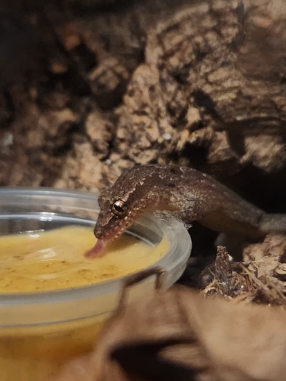 Mourning Gecko by Shadowfire Exotics