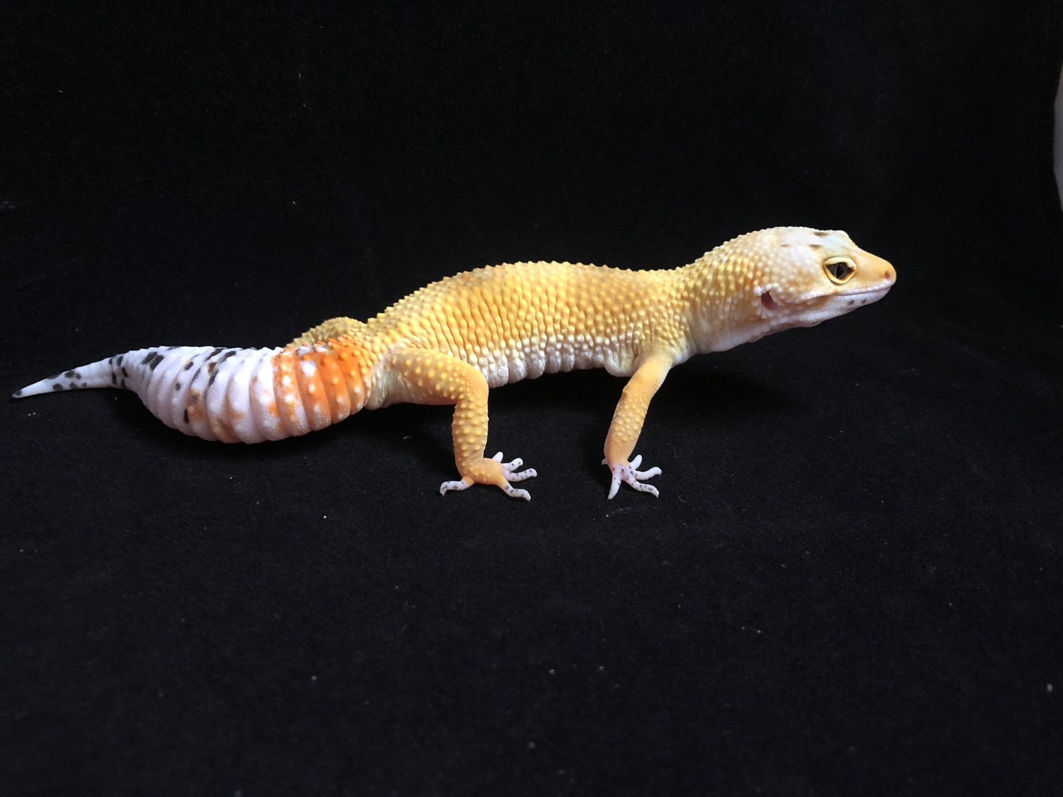 TSF Hypo Tangerine Carrot Tail Pos Giant Leopard Gecko by Shadowhawk's ...