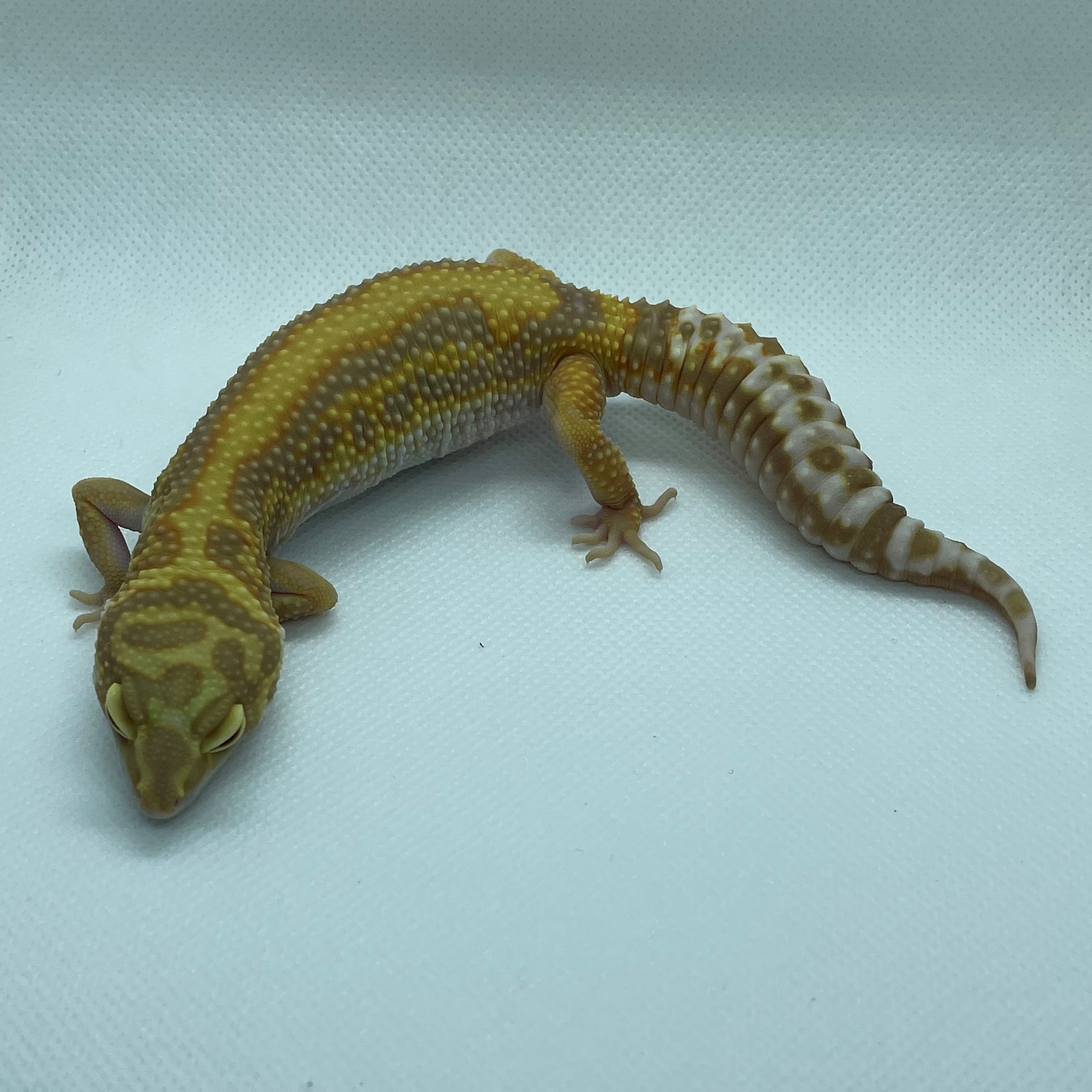 Red Stripe Tremper Leopard Gecko by Shadowhawk's Reptiles - MorphMarket
