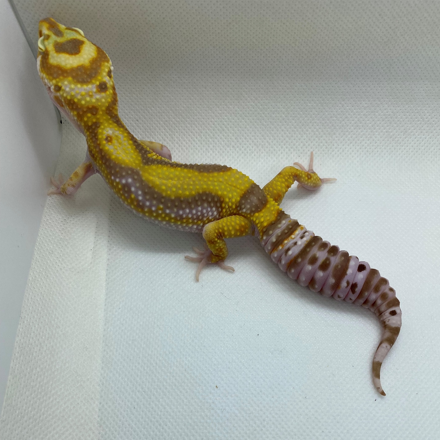 Tremper Albino Marble Eye Leopard Gecko by Shadowhawk's Reptiles ...