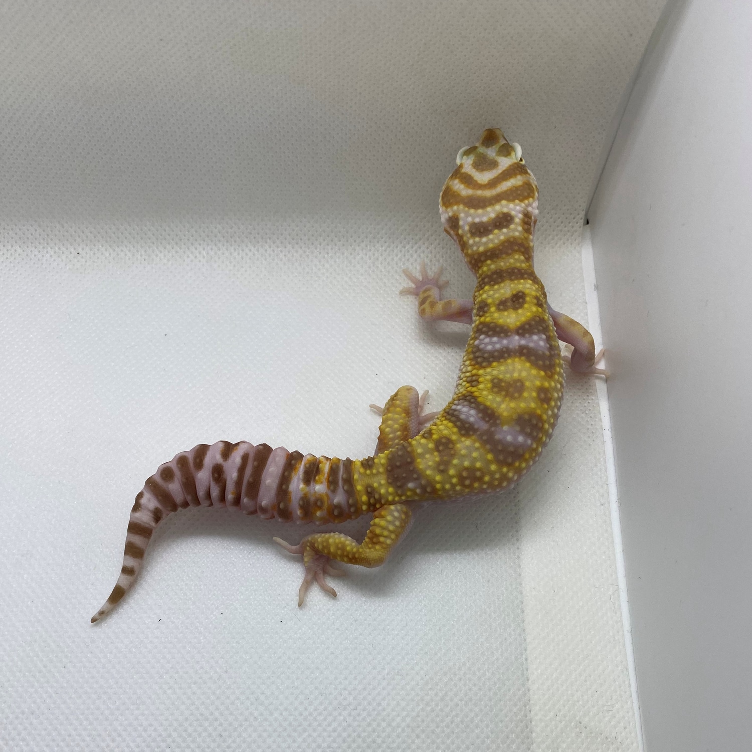 Tremper Albino 50% Het Marble Eye Leopard Gecko by Shadowhawk's ...