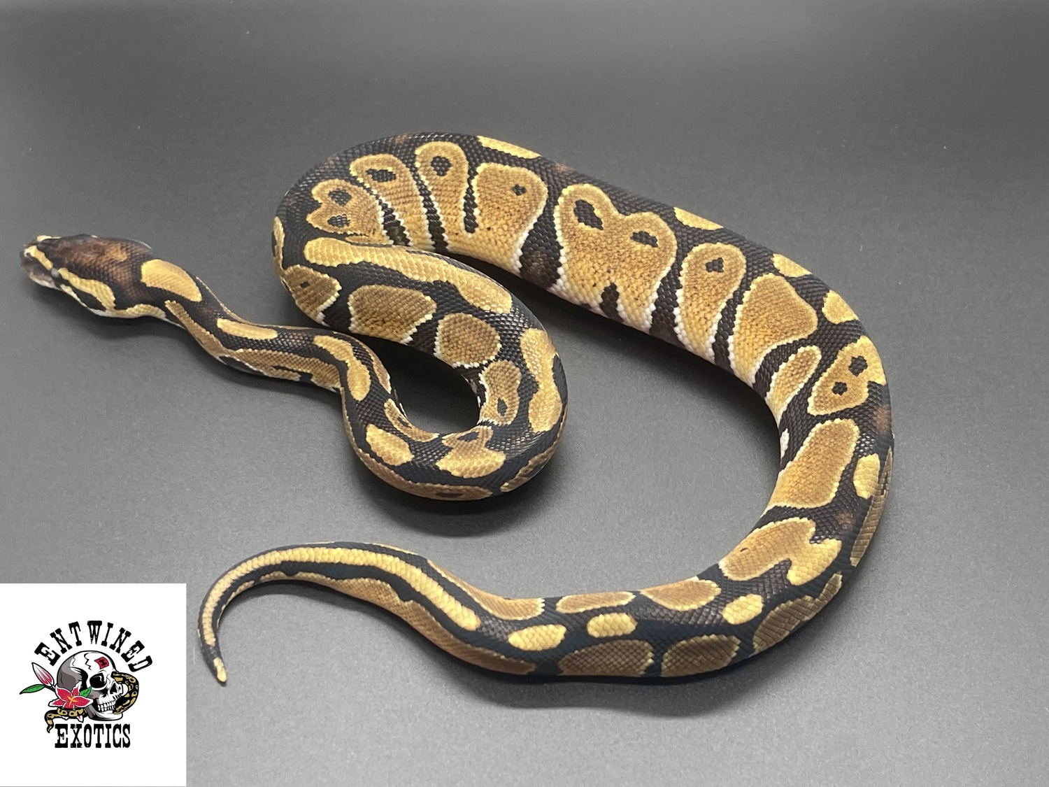 Normal Pos Het Hypo Ball Python by Entwined Exotics - MorphMarket