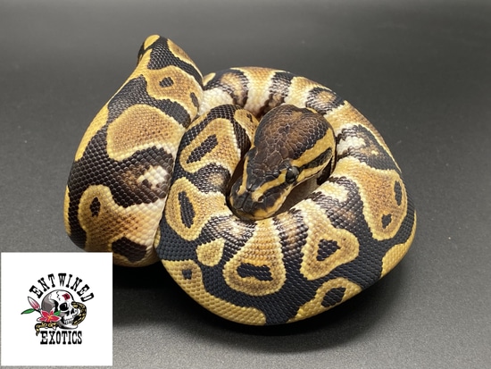 Dinker 100% Het Clown Ball Python by Entwined Exotics