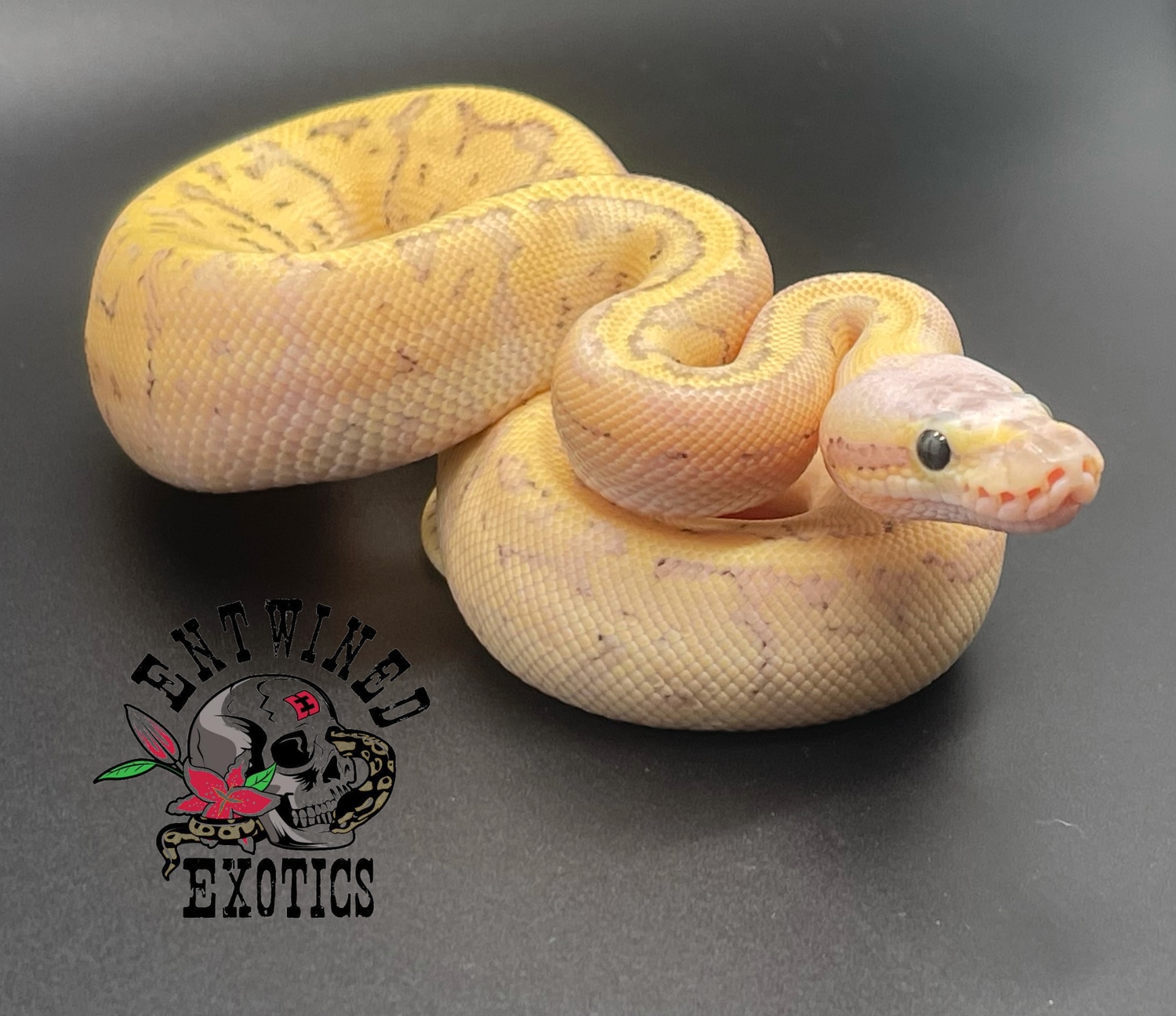 Sherbet Fly Yellow Belly Ball Python by Entwined Exotics - MorphMarket
