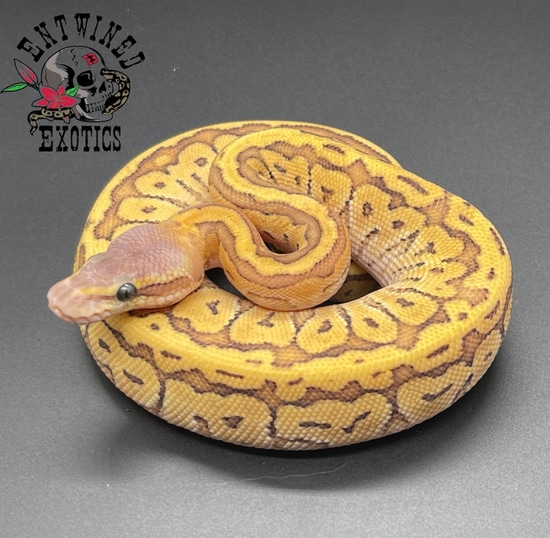 Pastel Butter Pinstripe Ball Python by Entwined Exotics