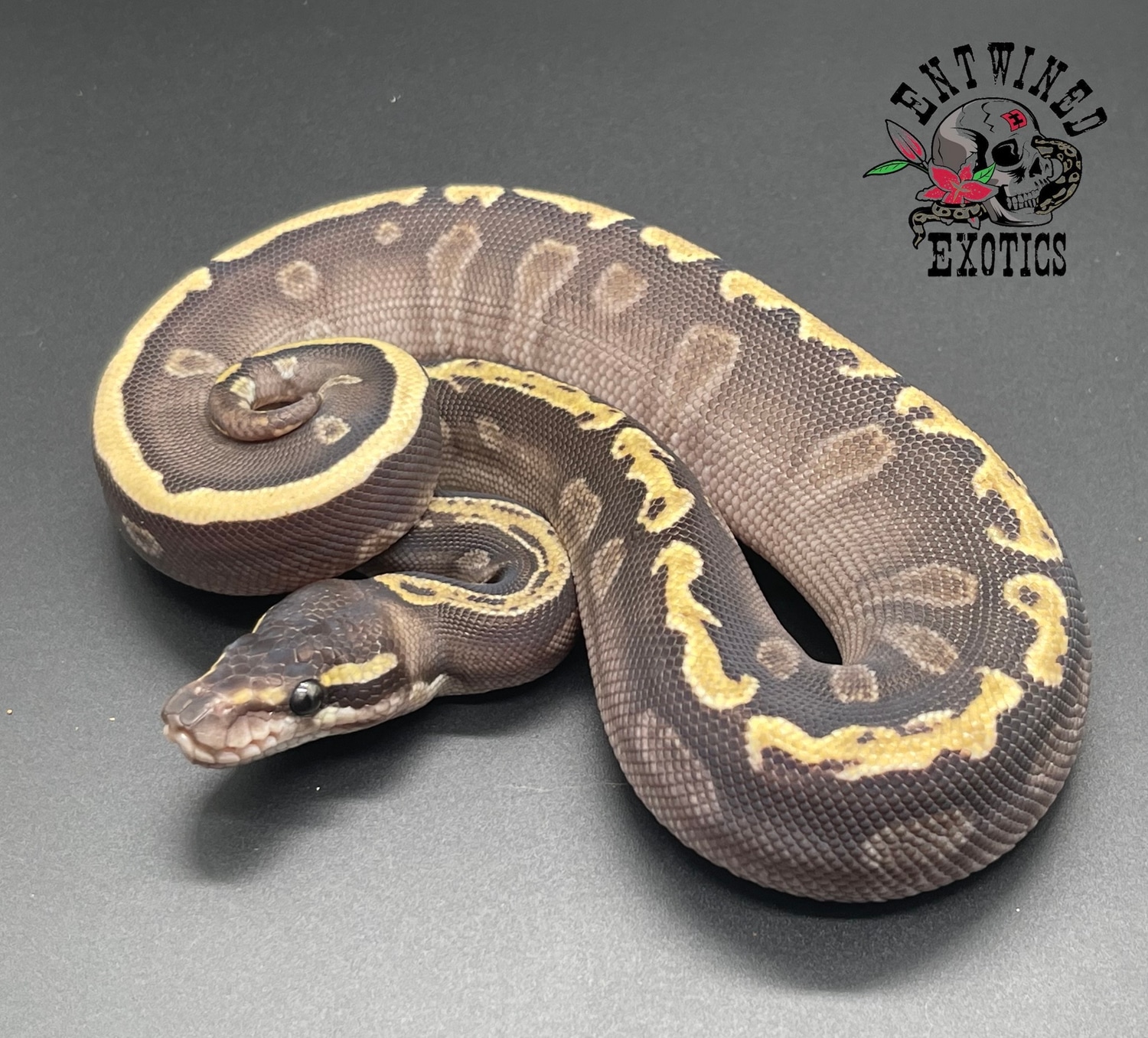 GHI Butter Ball Python by Entwined Exotics - MorphMarket