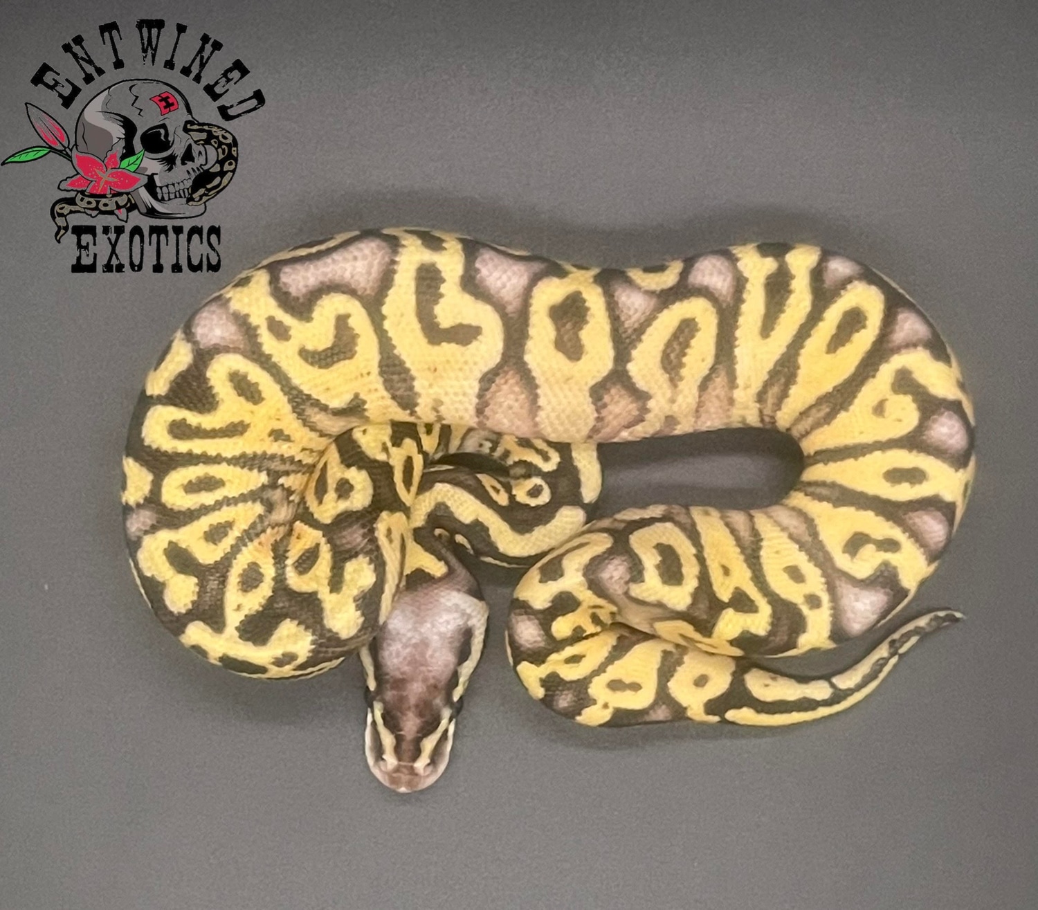 Super Pastel Yellow Belly Ball Python by Entwined Exotics - MorphMarket