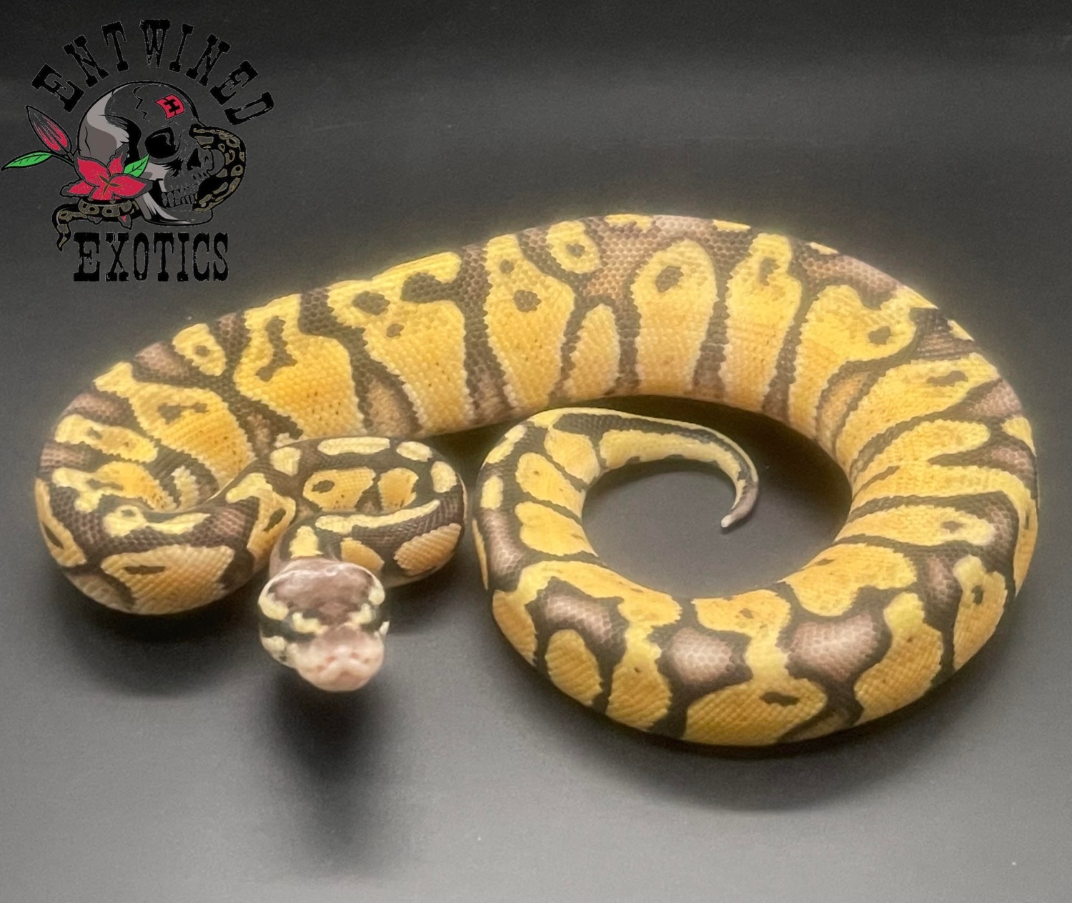 Super Pastel Ball Python by Entwined Exotics - MorphMarket