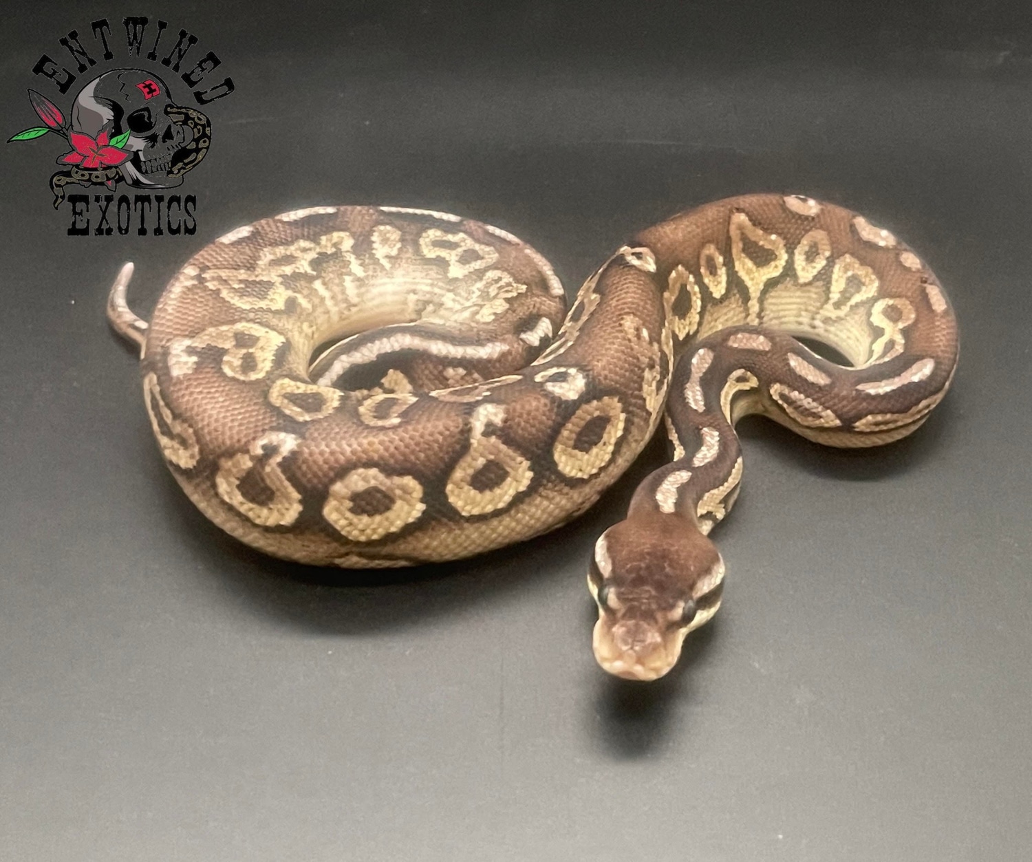 PEWTER Ball Python by Entwined Exotics - MorphMarket