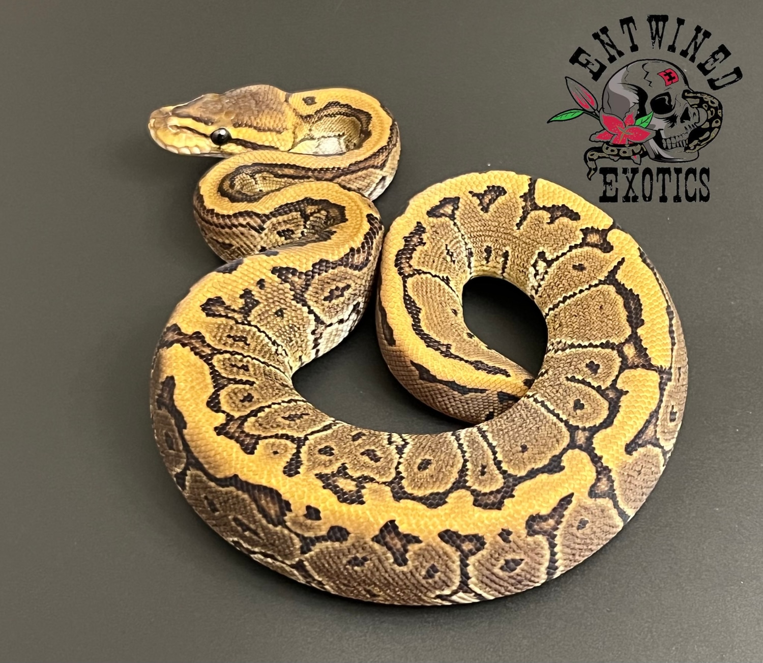 Fire Chocolate Pinstripe Ball Python by Entwined Exotics - MorphMarket
