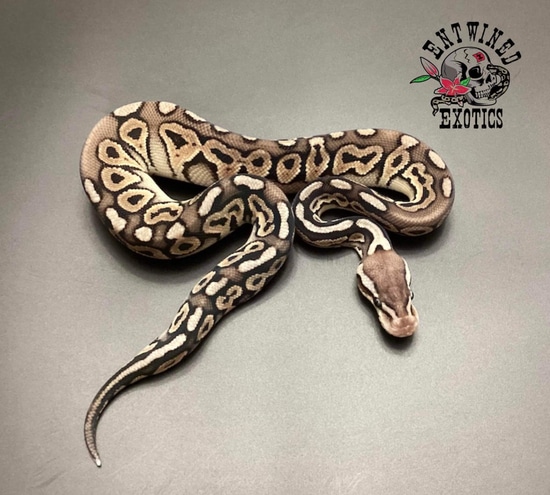 Pewter Het Clown Ball Python by Entwined Exotics