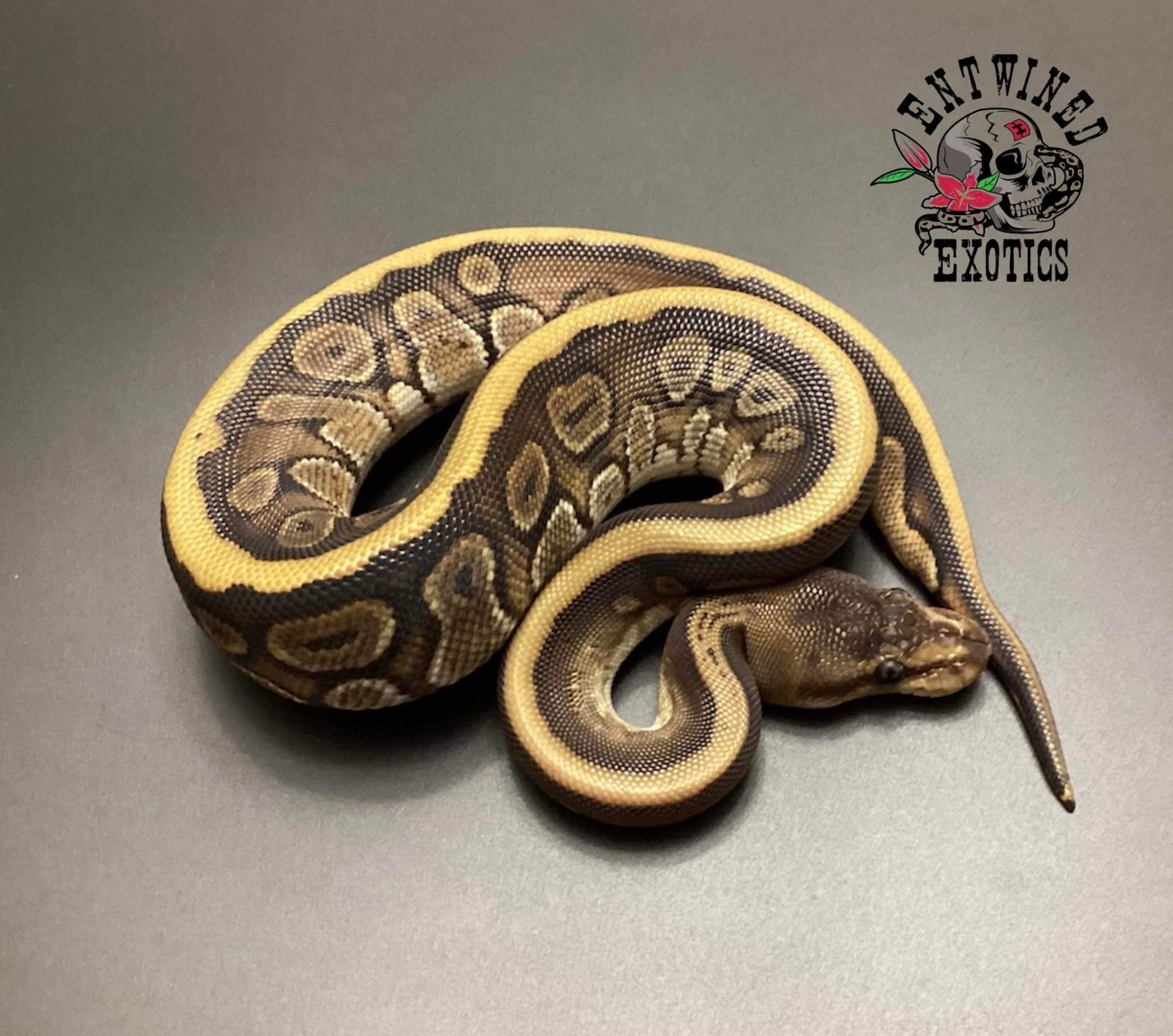 HGW Mahogany Ball Python by Entwined Exotics - MorphMarket