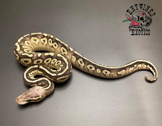 Pastel HGW Russo Ball Python by Entwined Exotics