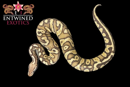 Pastel Fire Chocolate YB Mirage Ball Python by Entwined Exotics