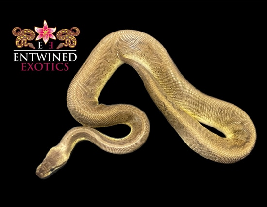 *Luke* Blackhead Pewter Pinstripe Ball Python by Entwined Exotics