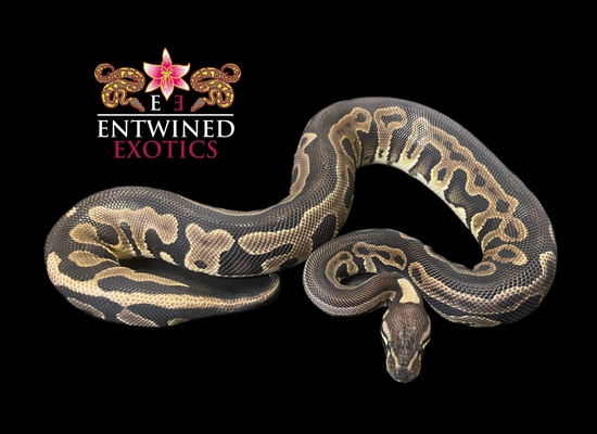 Cinnamon Leopard Pos Blade Het Clown Ball Python by Entwined Exotics
