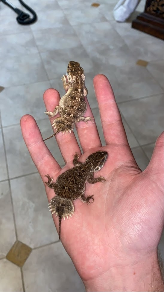 Shield-Tailed Agama More Lizard by Shadow's Reptiles - MorphMarket