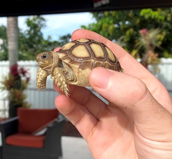 Sulcata Tortoise by Shadow's Reptiles