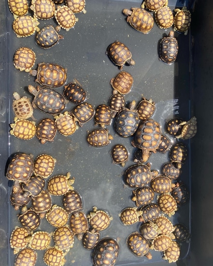 Red Foot Red-Footed Tortoise by Shadow's Reptiles