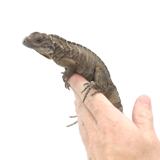 Baby Rhino Iguanas Other Iguana by Shadow's Reptiles